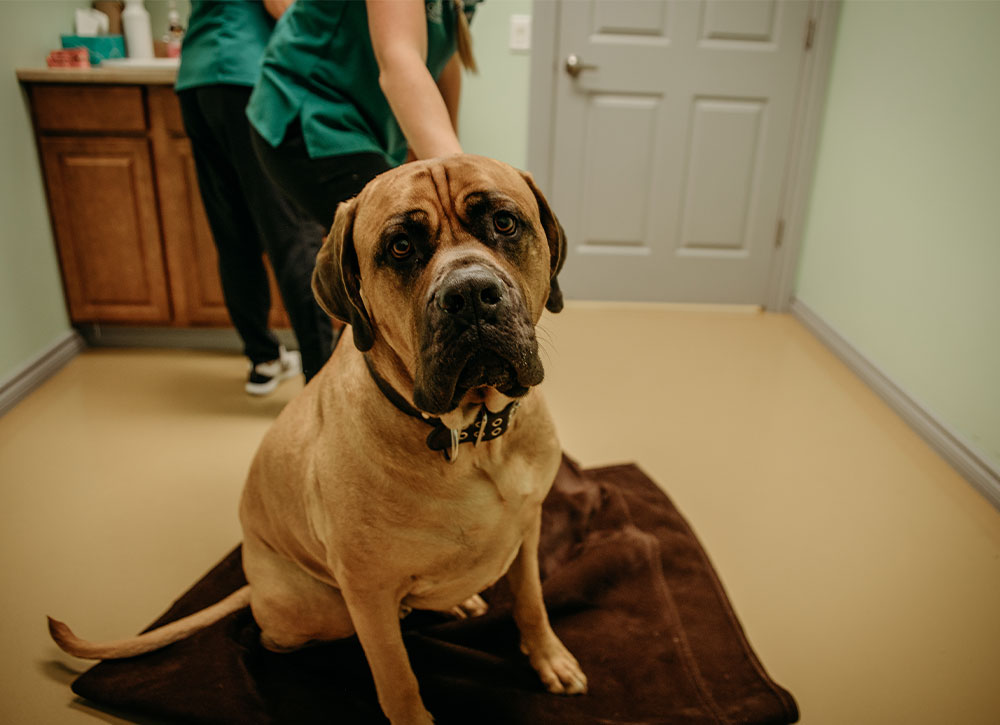 About Us - Quinte Animal Hospital