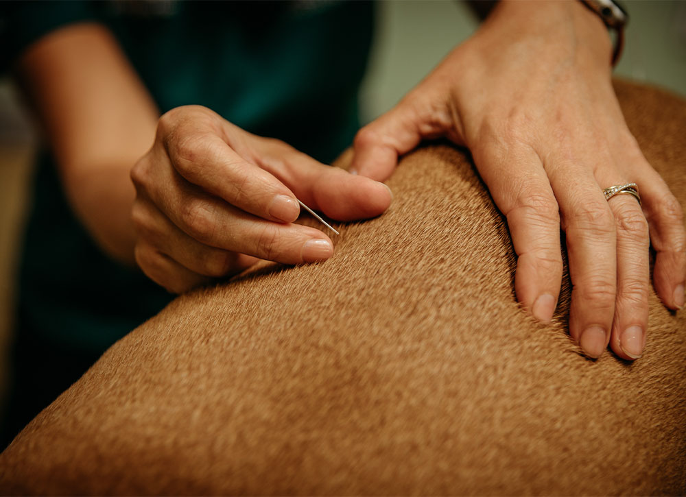 Acupuncture & Herbs - Quinte Animal Hospital