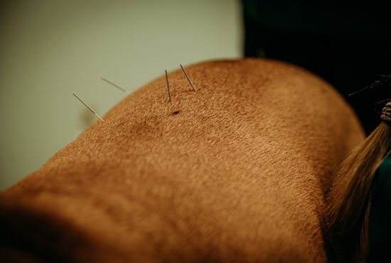 Acupuncture & Herbs - Quinte Animal Hospital