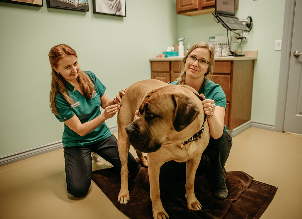 Acupuncture & Herbs - Quinte Animal Hospital
