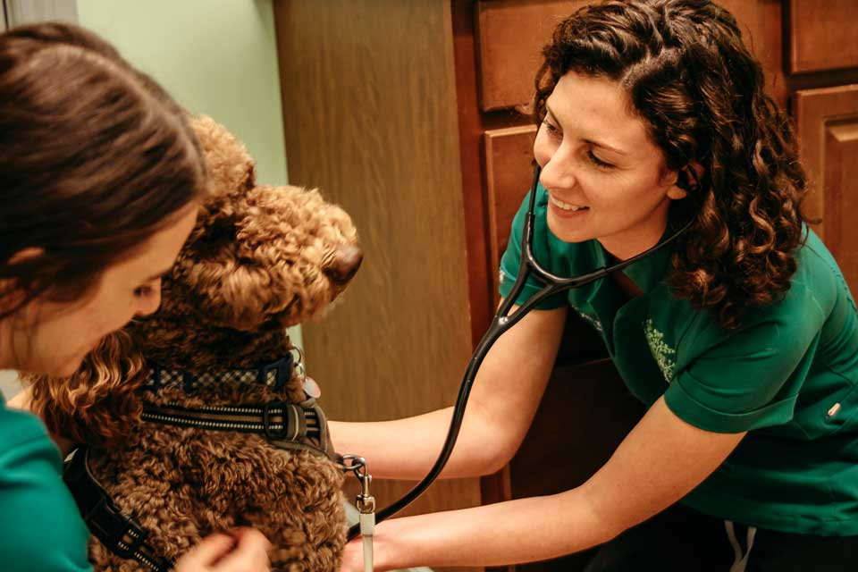 Home - Quinte Animal Hospital