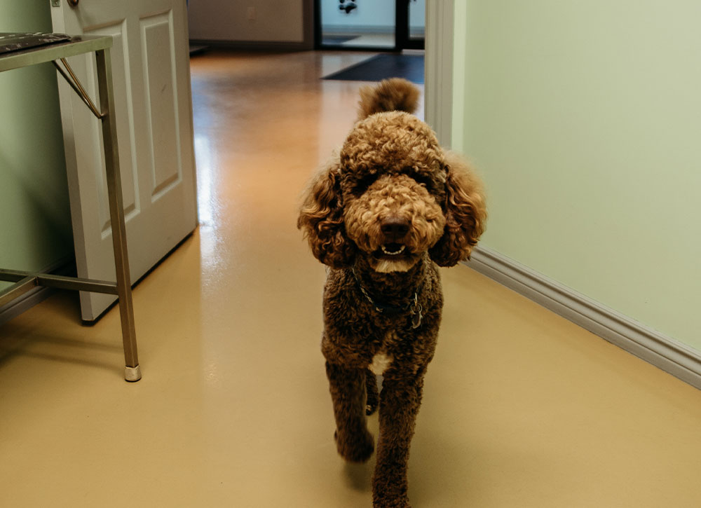 Surgical - Quinte Animal Hospital